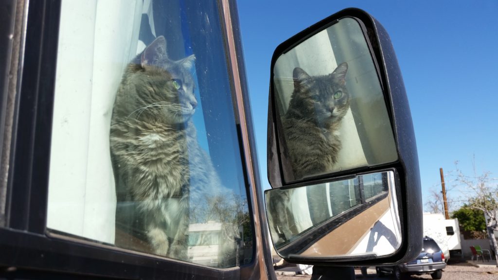 RV travelling with Cats! - The Frugal Humanist